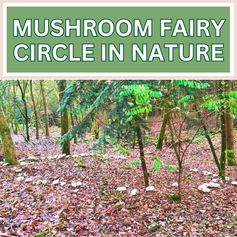 Learning About Fairy Rings (Gnome and Fairy Activities For Kids)